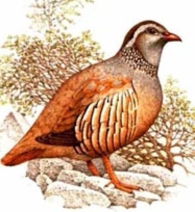 Ricetta Pernici marinate