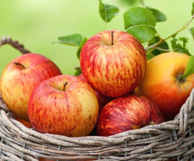 Storia della coltivazione della mela