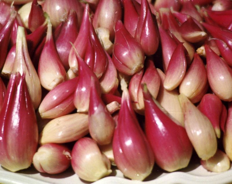 Storia e proprietà scalogno di Romagna Igp