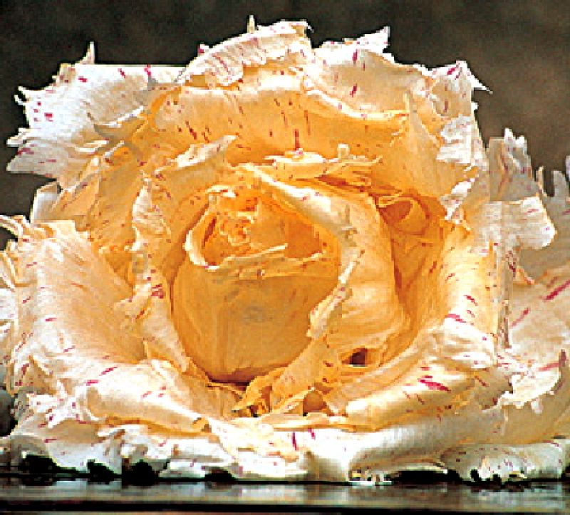 Radicchio Variegato di Castelfranco IGP