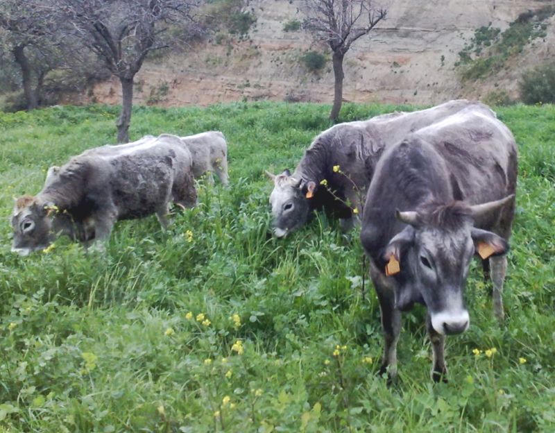 Razza podolica calabrese