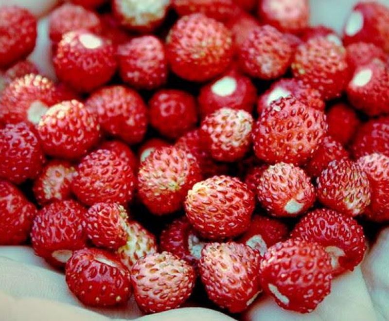 Storia fragolina di Sciacca e Ribera