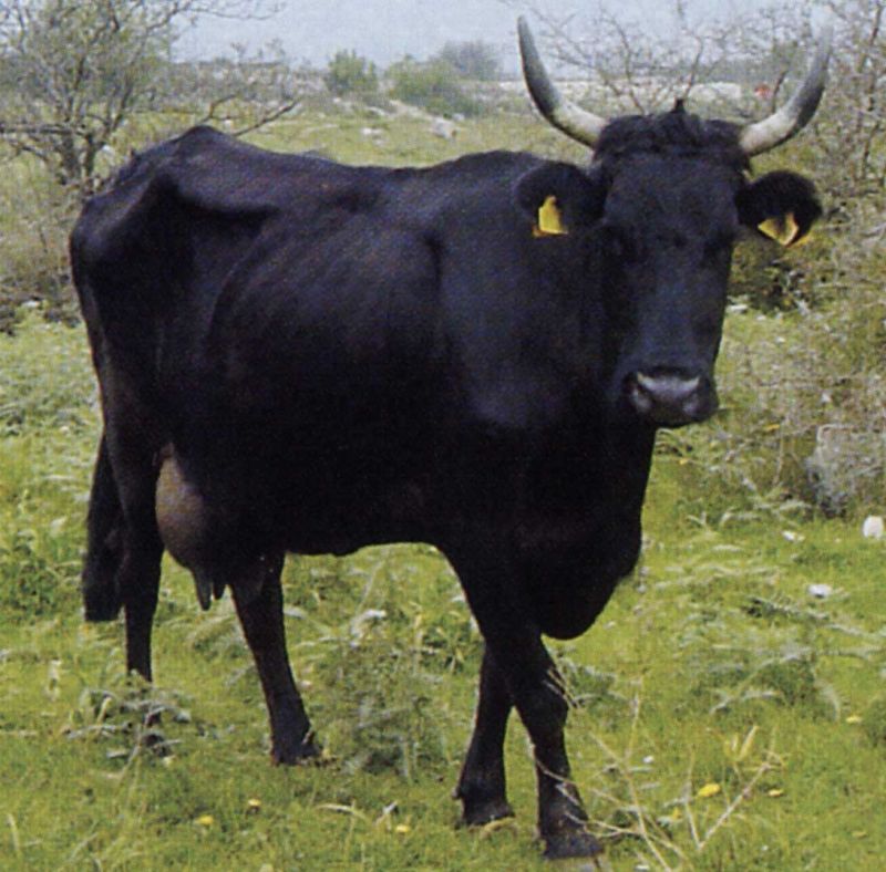 Razza bovina cinisara