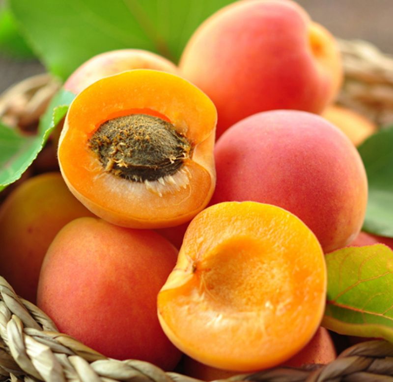 Degustazione sensoriale albicocca