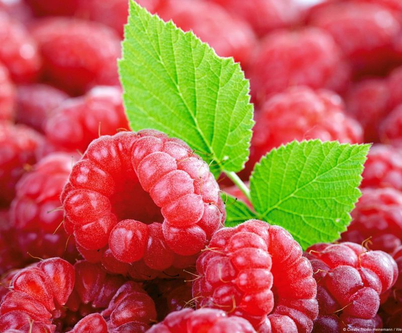 Lampone gusto e analisi sensoriale