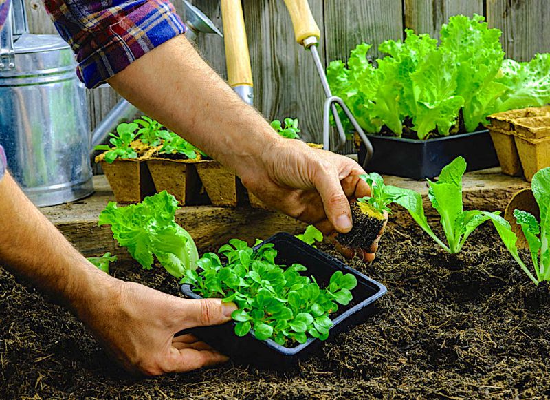 Ortoterapia difende i sensi dall'inquinamento aereo