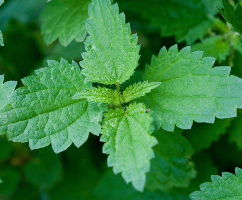 Storia e proprietà ortica