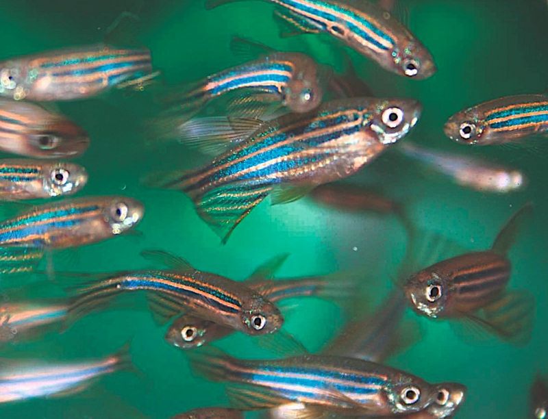 Nutrizione: modello zebrafish