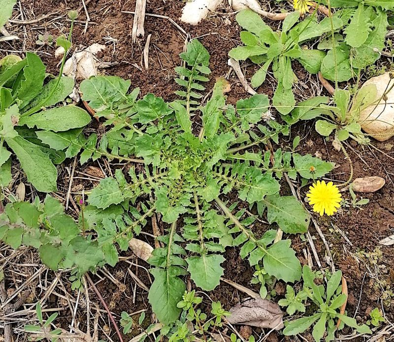 Sivone erba di Puglia