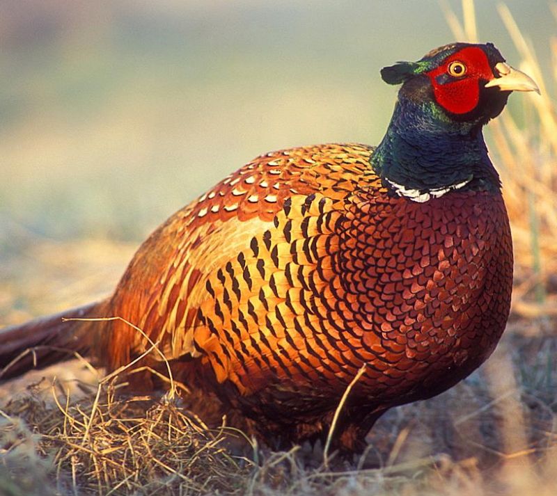 Fagiano simbolo di caccia